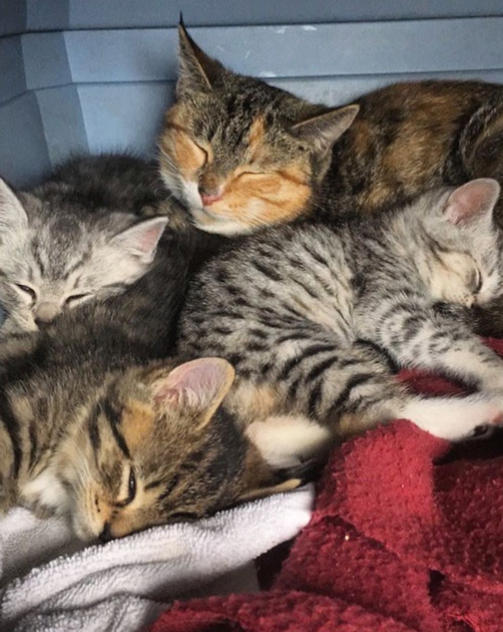 Stray Cat Mom Shelters Her Babies From Rain Behind Shovel, Won't Leave ...