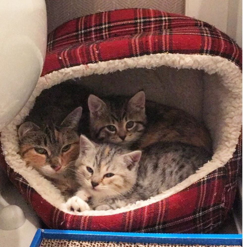 Stray Cat Mom Shelters Her Babies From Rain Behind Shovel, Won't Leave ...