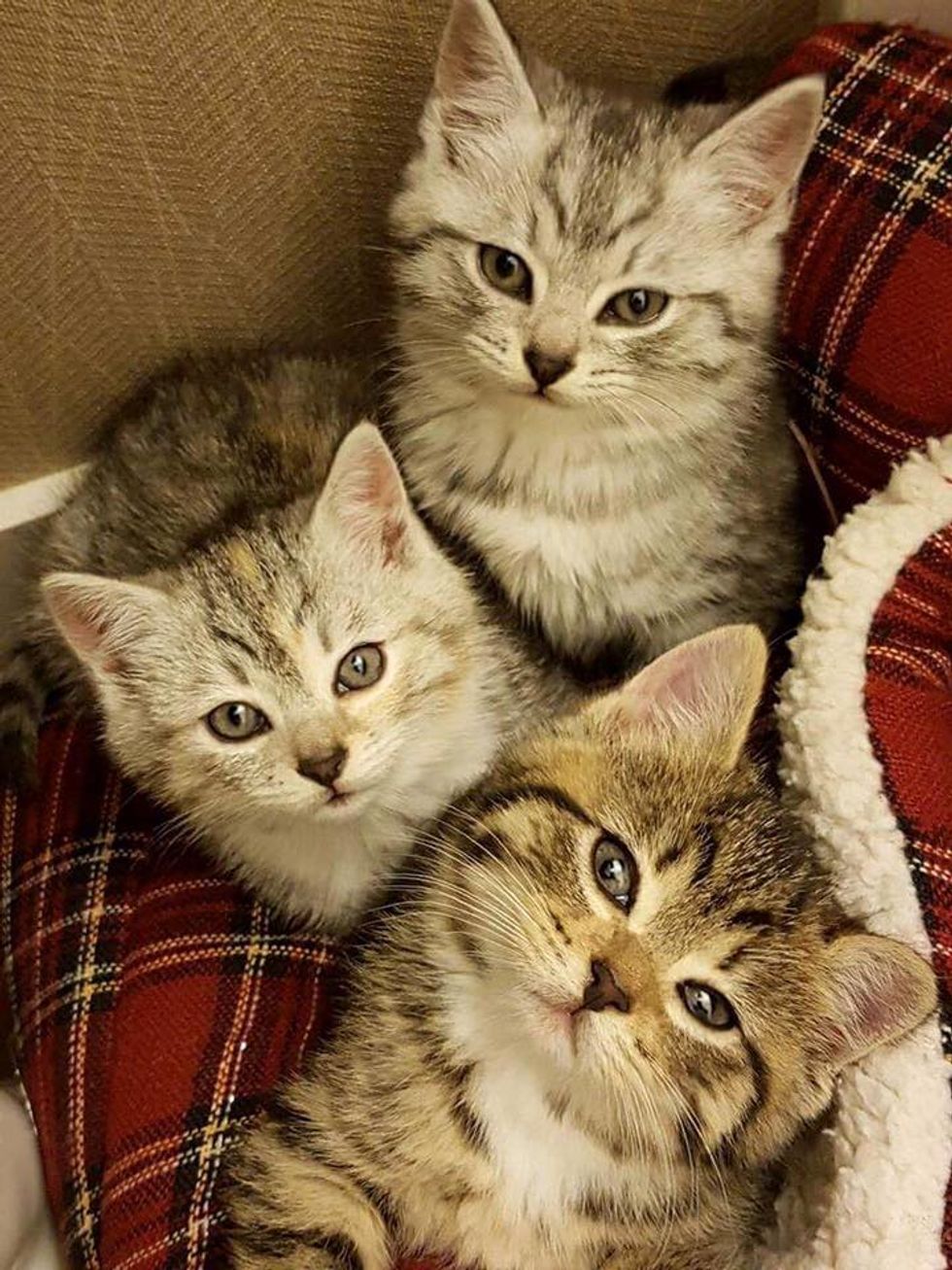Stray Cat Mom Shelters Her Babies From Rain Behind Shovel, Won't Leave ...