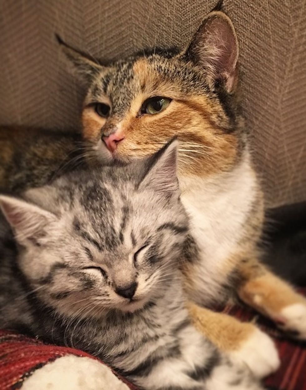 Stray Cat Mom Shelters Her Babies From Rain Behind Shovel, Won't Leave ...