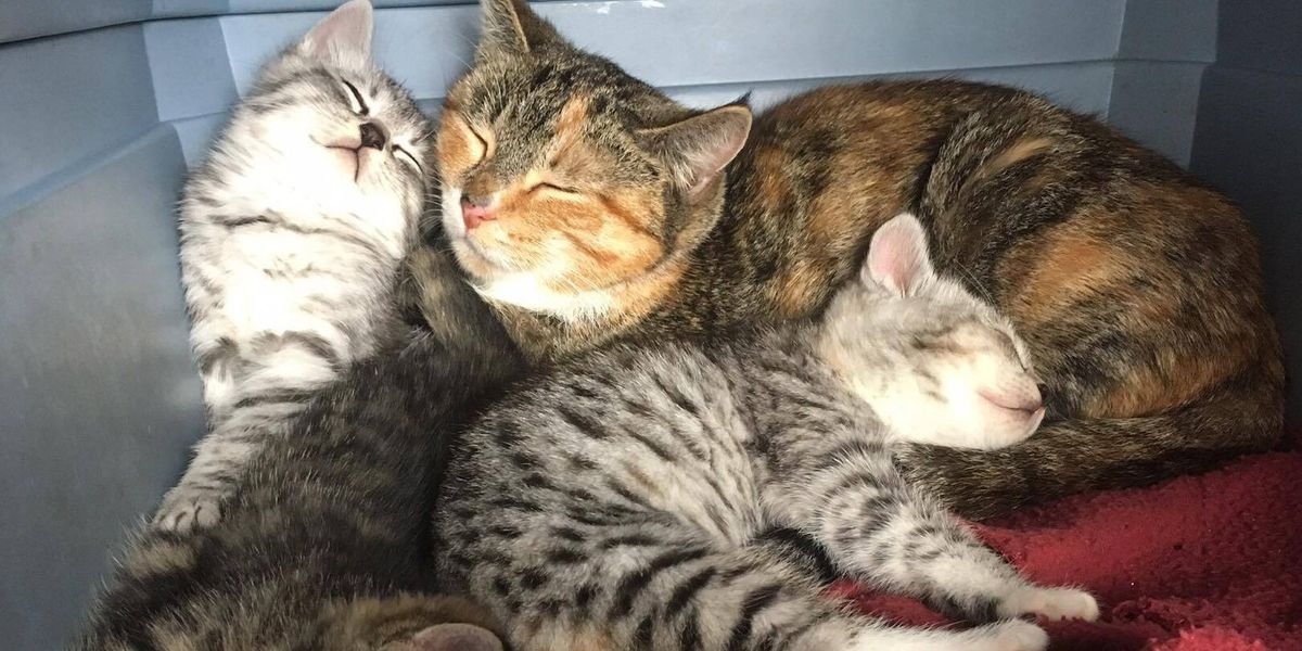 Stray Cat Mom Shelters Her Babies From Rain Behind Shovel, Won't Leave ...