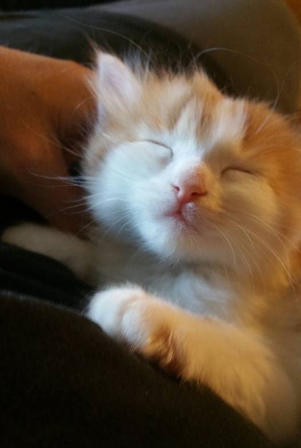 Kitten Born A Week Before His Littermates, Now 7 Months Later... - Love ...