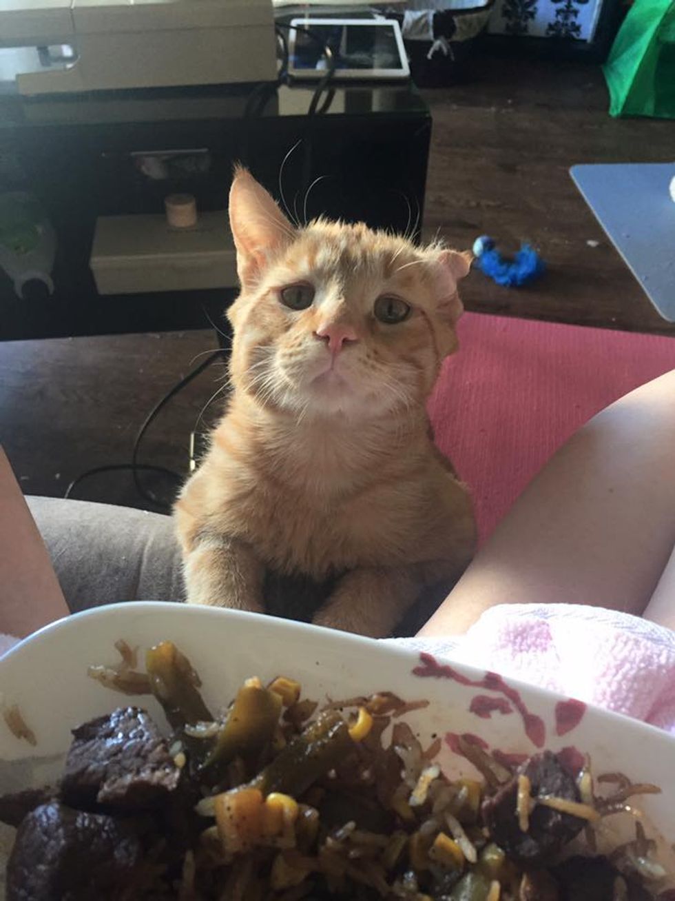 Couple Takes a Chance on Sad Shelter Cat Who Couldn't Find Home, an ...