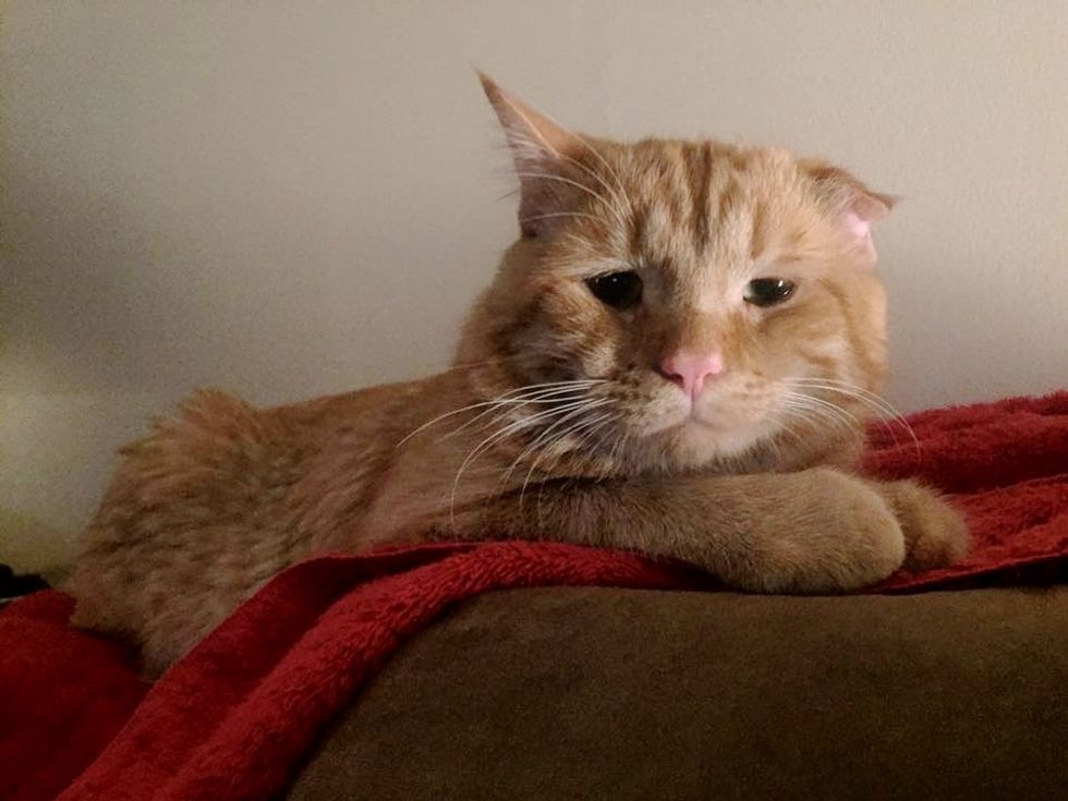 Couple Takes a Chance on Sad Shelter Cat Who Couldn't Find Home, an ...