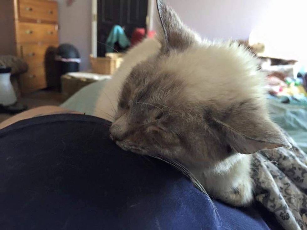 2 Year-old Cat, Size of 3 Month Kitten, Can't Stop Hugging Her Rescuers ...