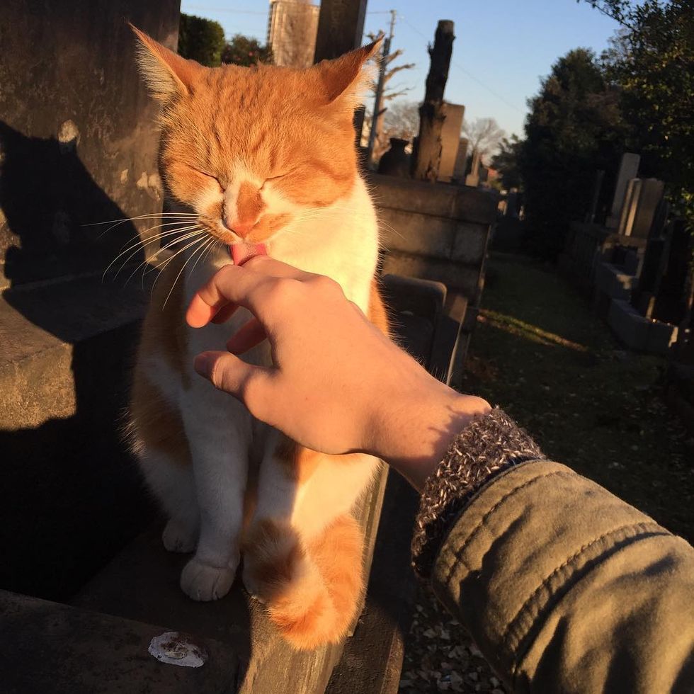 Dozens of Community Cats Guard Cemetery and Comfort Mourners for Years ...