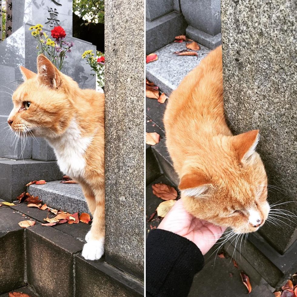 Dozens of Community Cats Guard Cemetery and Comfort Mourners for Years ...