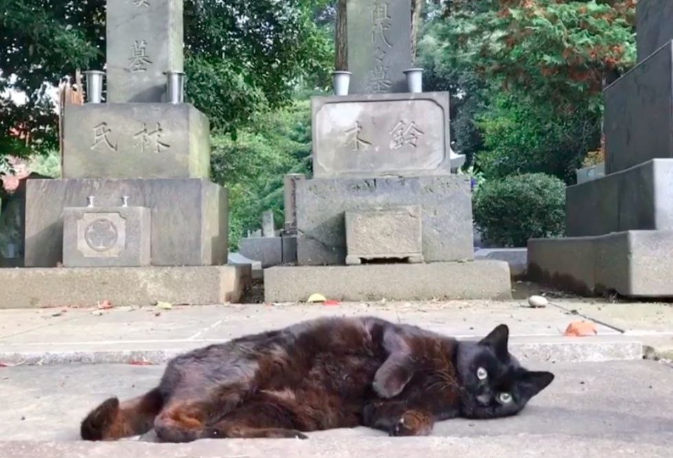 Dozens of Community Cats Guard Cemetery and Comfort Mourners for Years ...