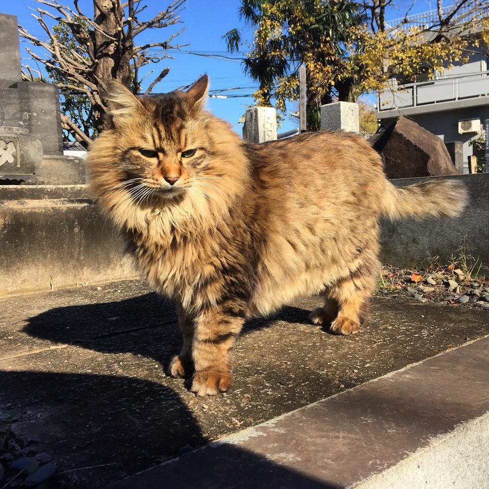 Dozens of Community Cats Guard Cemetery and Comfort Mourners for Years ...