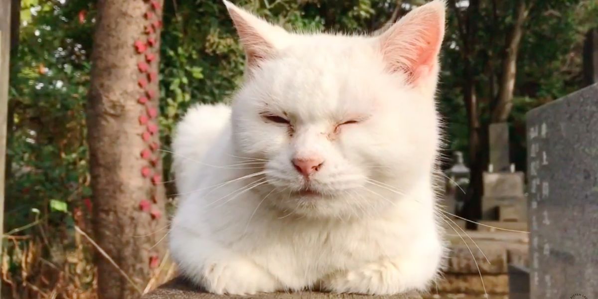 Dozens of Community Cats Guard Cemetery and Comfort Mourners for Years ...