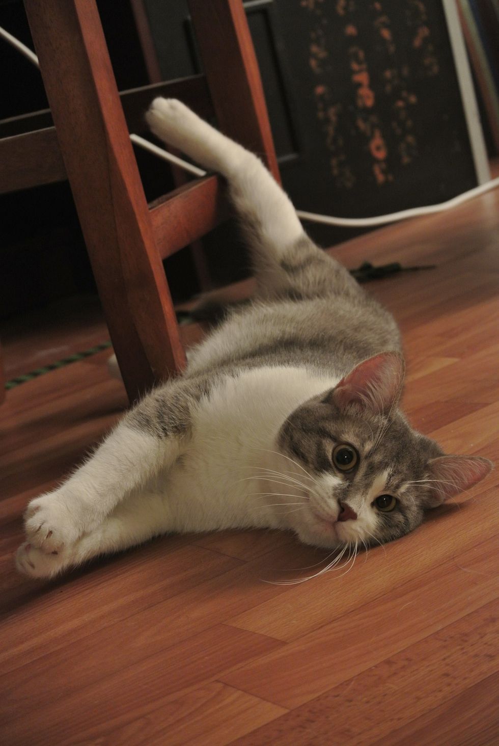 Counterclockwise Cat Used to Only Spin Left, But Everything Changed ...