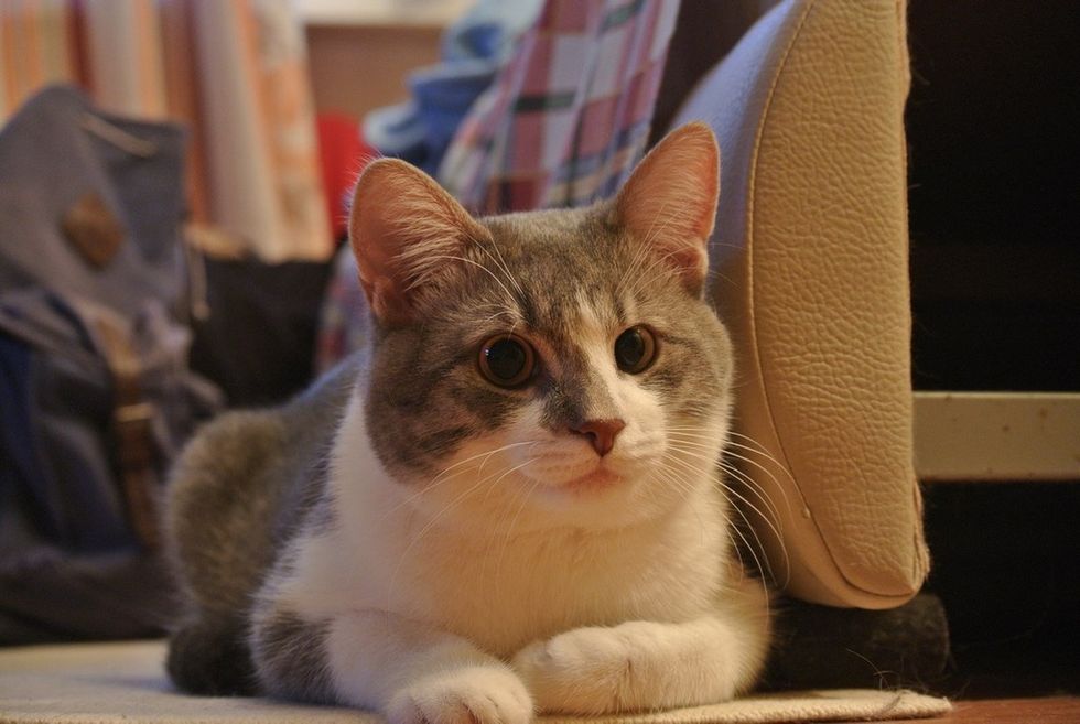 Counterclockwise Cat Used to Only Spin Left, But Everything Changed ...