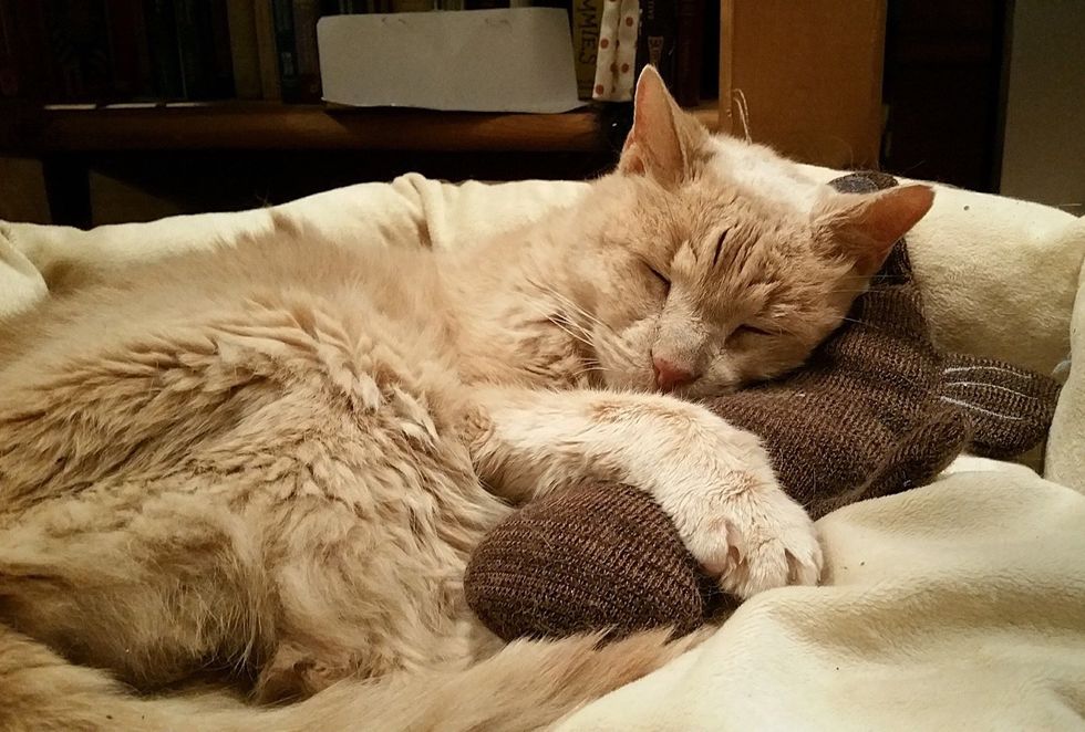 Couple Gave 21 Year Old Super Senior Cat a Chance to Live Out His Best ...