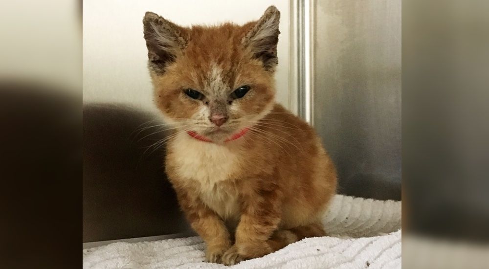 Grumpy Rescue Kitten Transforms Into a Happy Kitty - Love Meow