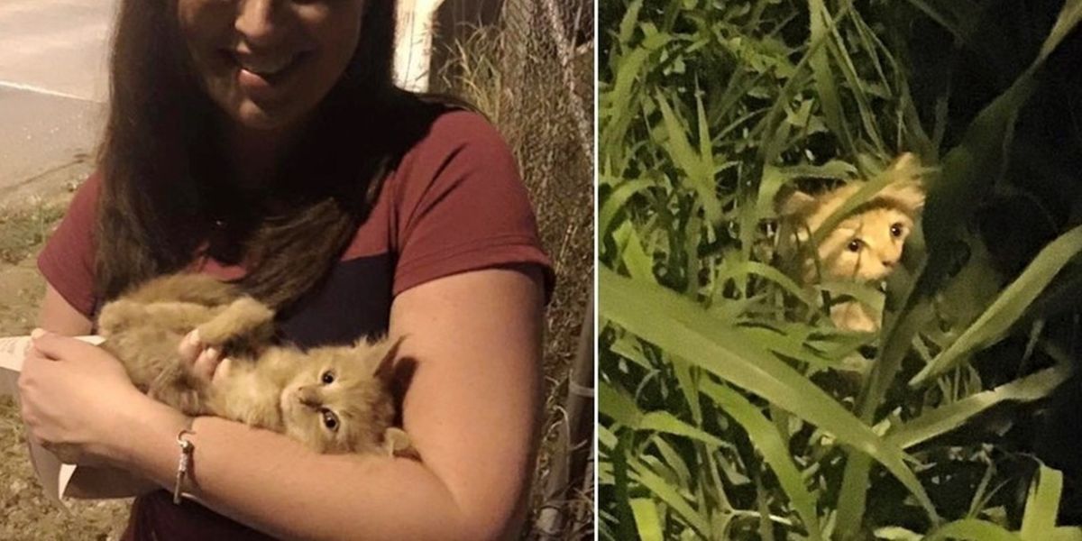 Stray Kitten Walks Up to News Crew Meowing for Help - Love Meow