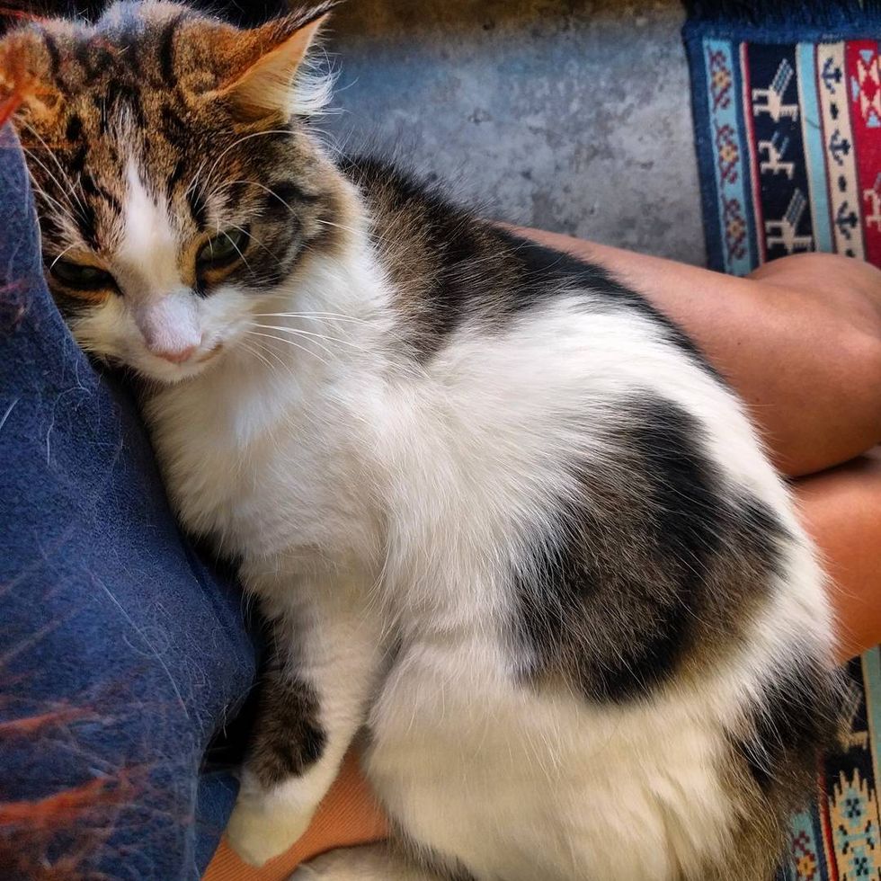 Company Hires Two Shelter Cats to Help Rescue Their Enployees - Love Meow