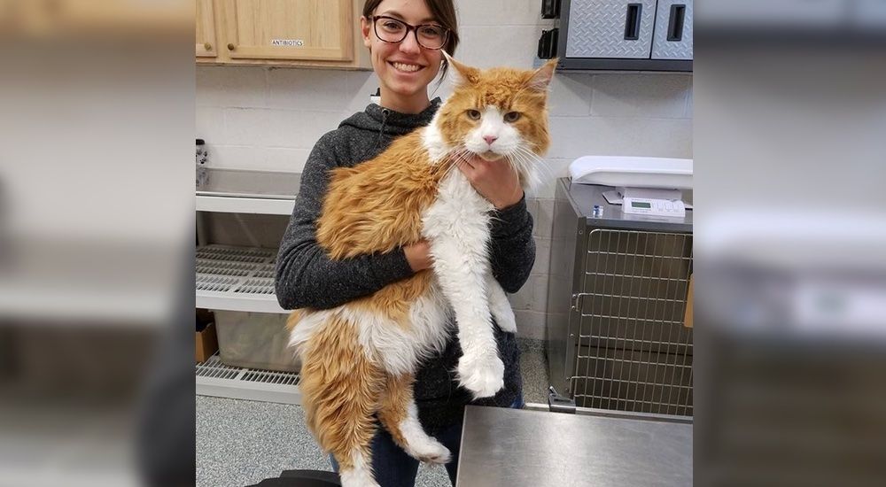 Giant Cat Came to Shelter Looking for New Home, Then Hours Later ...