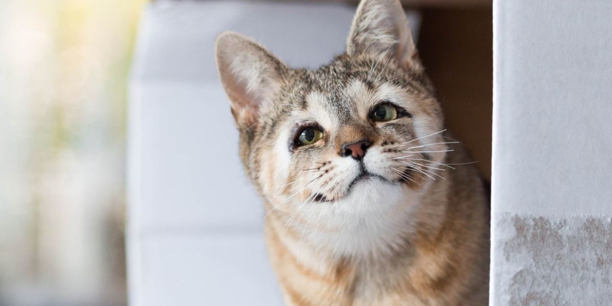 They Save Sight of Cat Born without Eyelids, She Couldn't be Happier ...