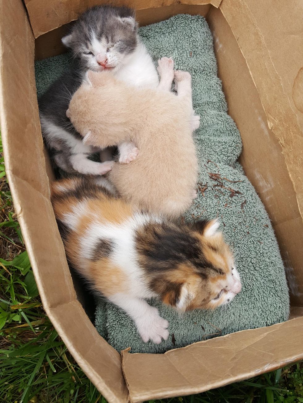 Family Heard Kitten Cries from Bush and Couldn’t Believe What They ...