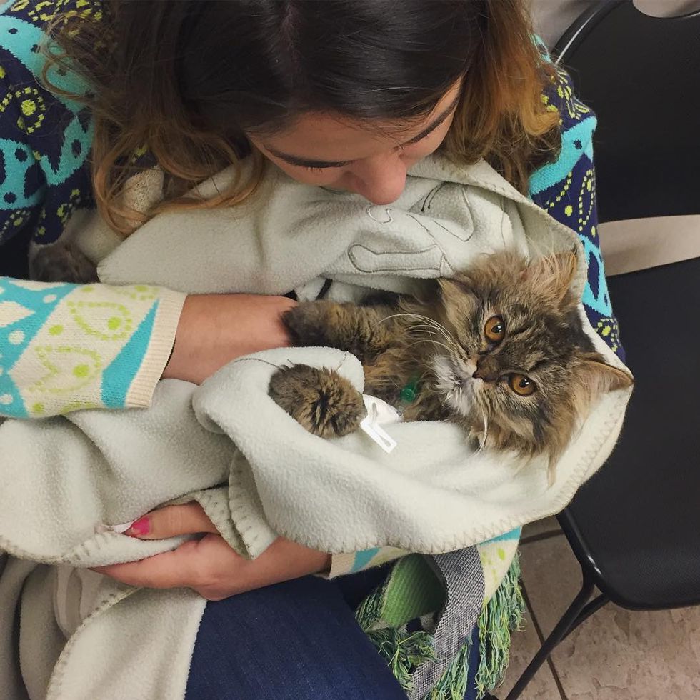 Couple Refuse to Give Up on Paralyzed Cat Even When Told Many Times to ...