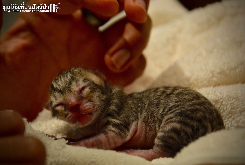 Family Finds Tiniest Kitten in Middle of Road, But He's Not What He ...