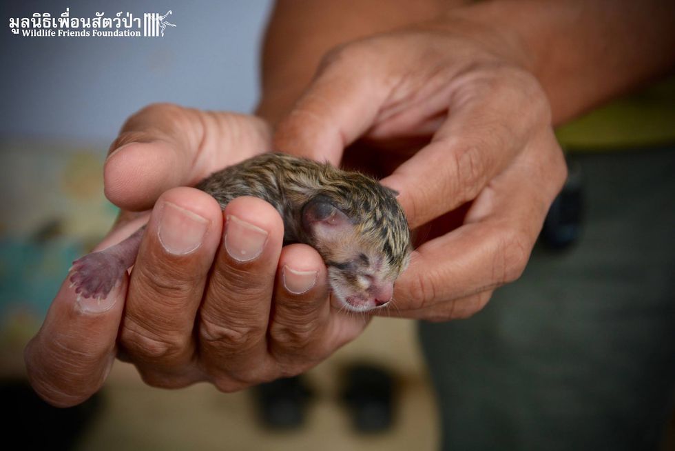 Family Finds Tiniest Kitten in Middle of Road, But He's Not What He ...
