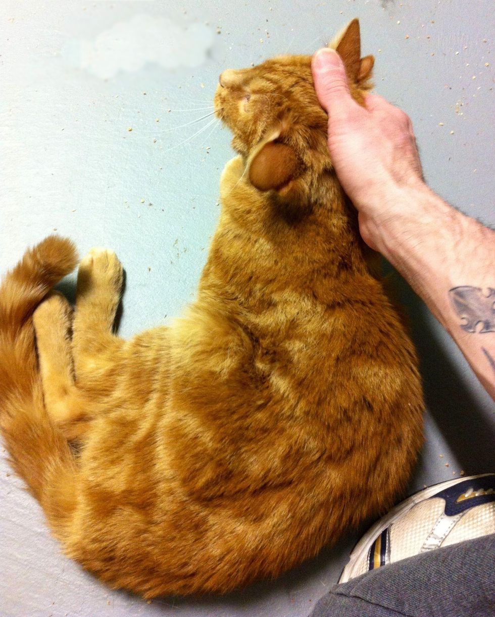 This Special Blind Cat Has 4 Ears and Ability to Touch Hearts - Love Meow