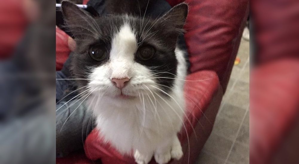 15 Year Old Rescue Cat is So Happy to Have New Home He Thanks in ...