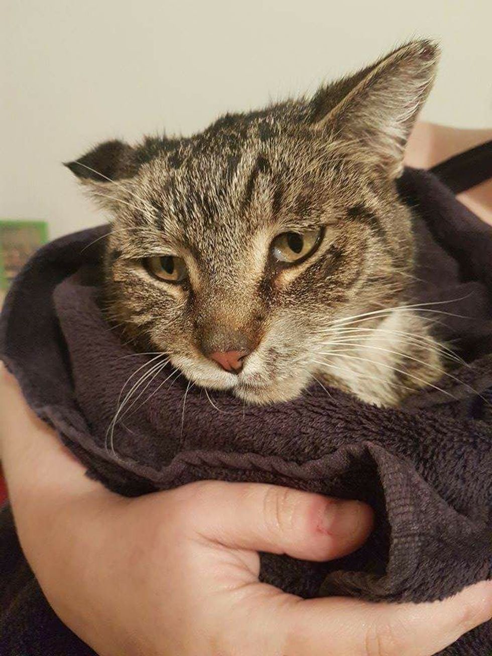 Man Finds Freezing Cat Under Train Engine and Brings Him Back from the ...