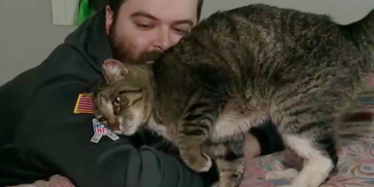 Man Finds Freezing Cat Under Train Engine and Brings Him Back from the ...