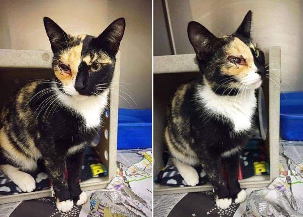 Calico Cat Shows Incredible Forgiveness After She Was Found Shot in Eye ...