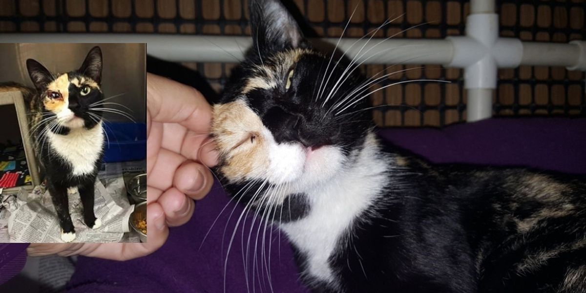 Calico Cat Shows Incredible Forgiveness After She Was Found Shot in Eye ...