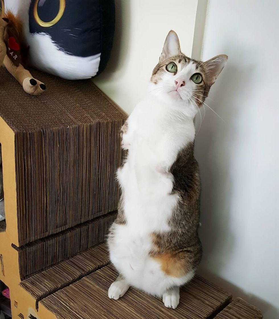 Cat with Only Two Back Legs Surprises Everyone With What He Can Do ...