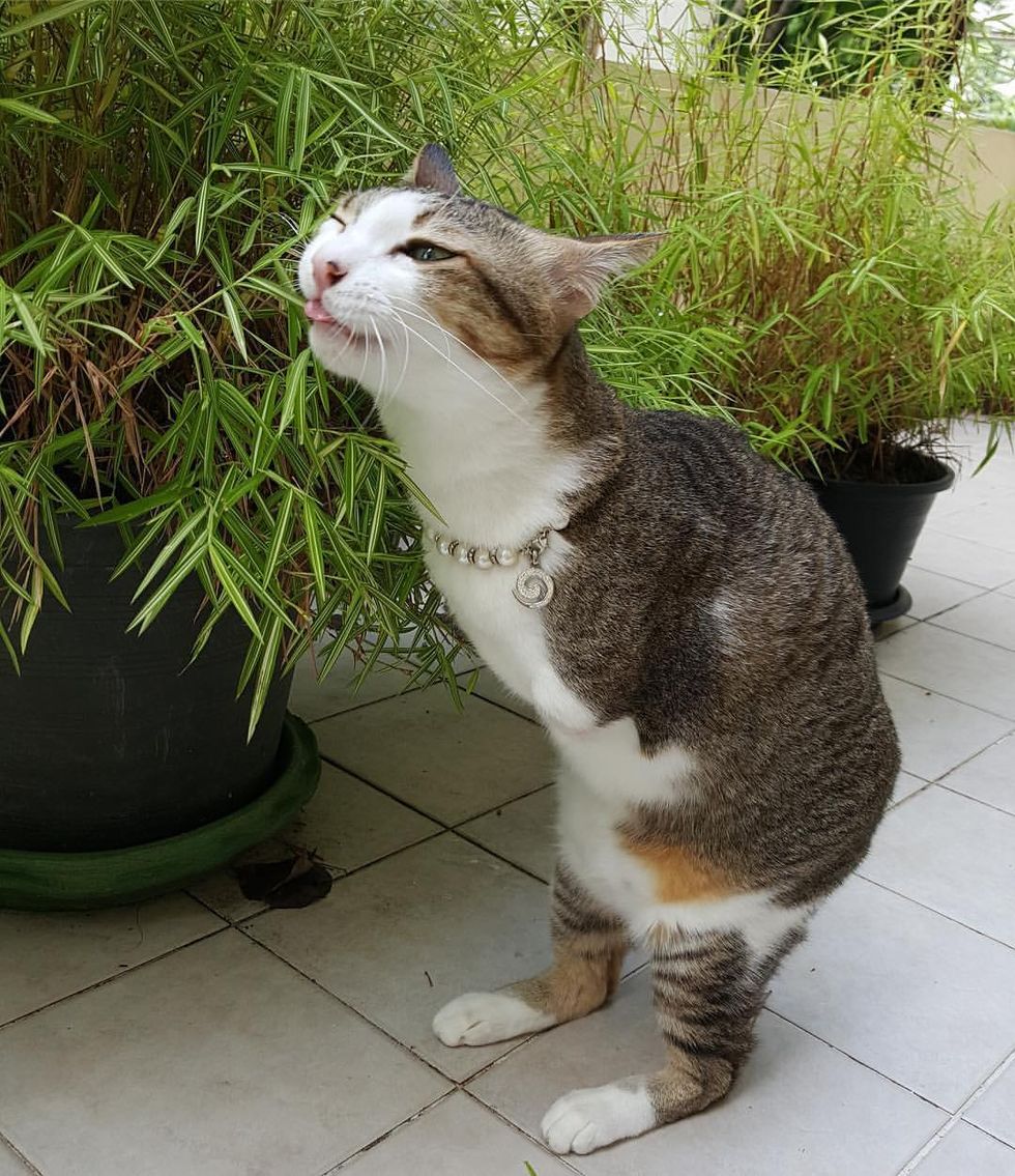 Cat with Only Two Back Legs Surprises Everyone With What He Can Do ...