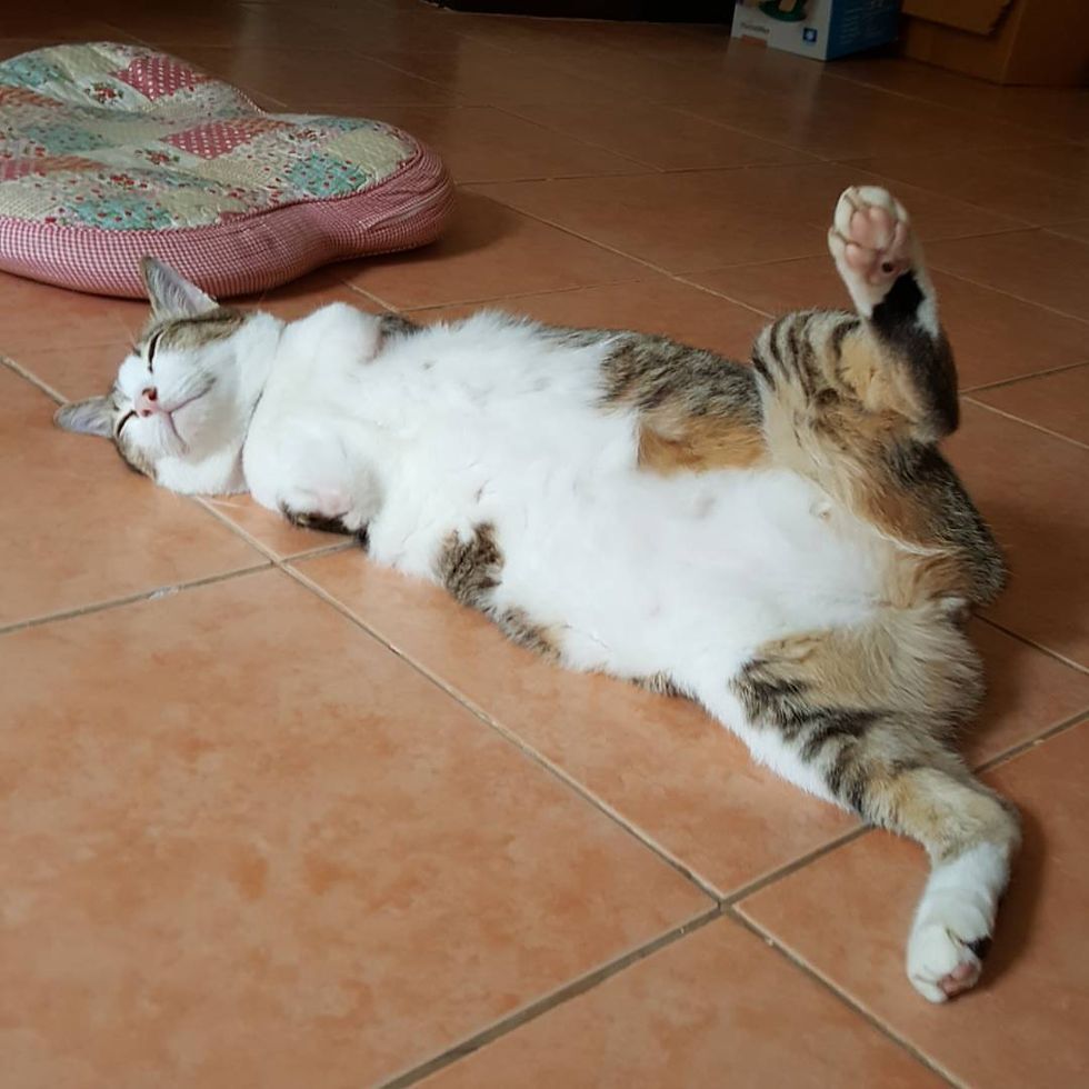 Cat with Only Two Back Legs Surprises Everyone With What He Can Do ...