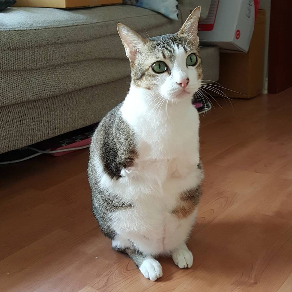 Cat with Only Two Back Legs Surprises Everyone With What He Can Do ...