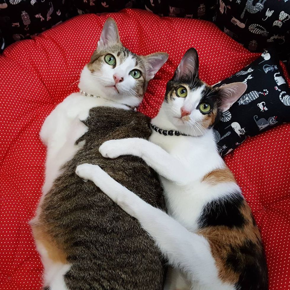 Cat with Only Two Back Legs Surprises Everyone With What He Can Do ...