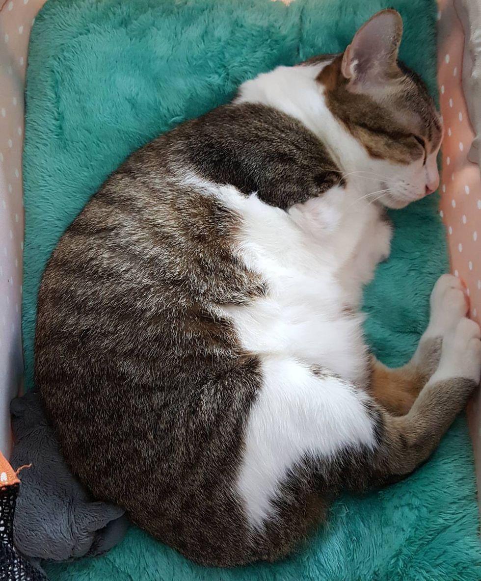 Cat with Only Two Back Legs Surprises Everyone With What He Can Do ...