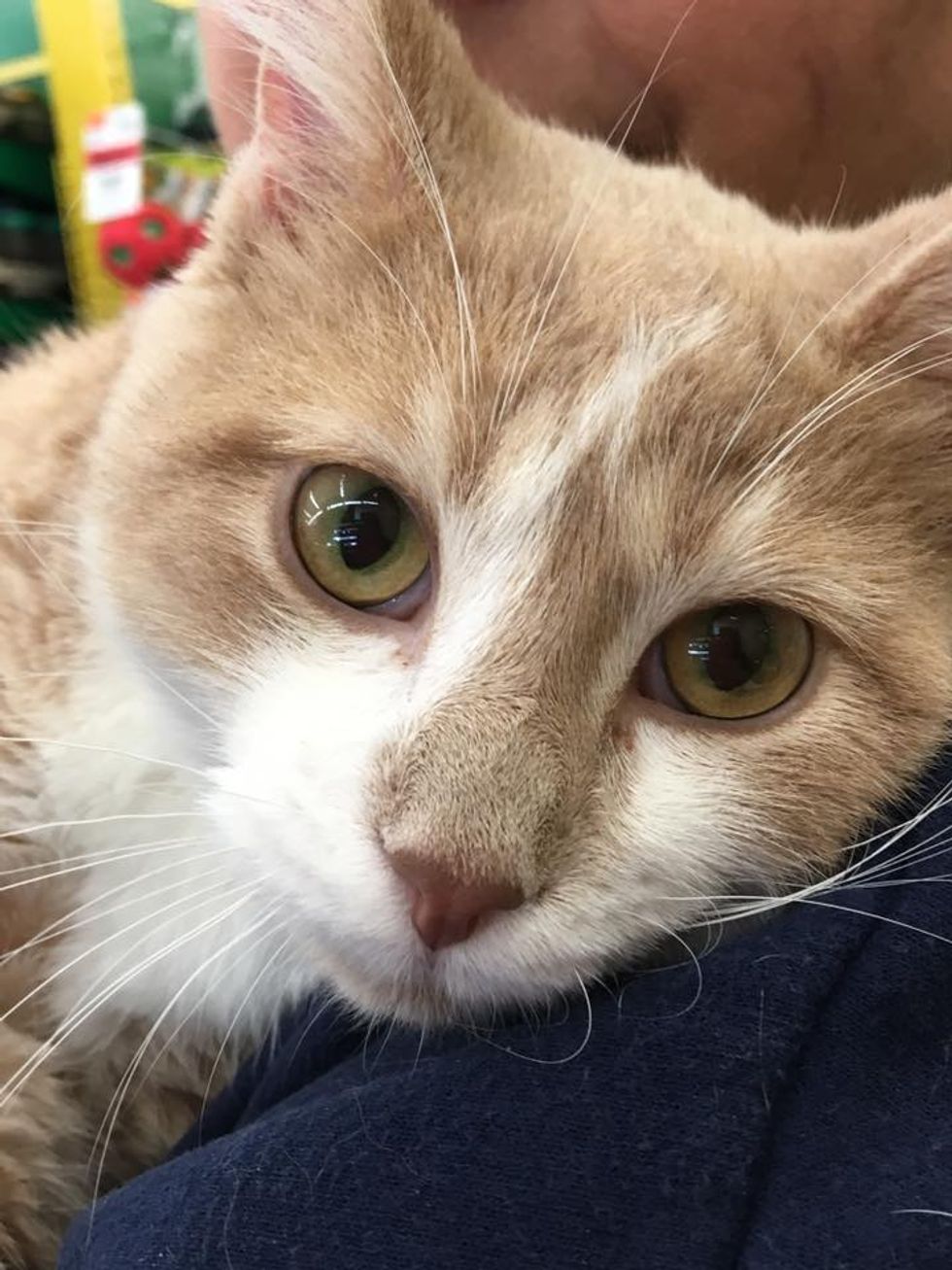 Rescue Cat So Happy to Be Adopted He Can't Stop Hugging His Human ...