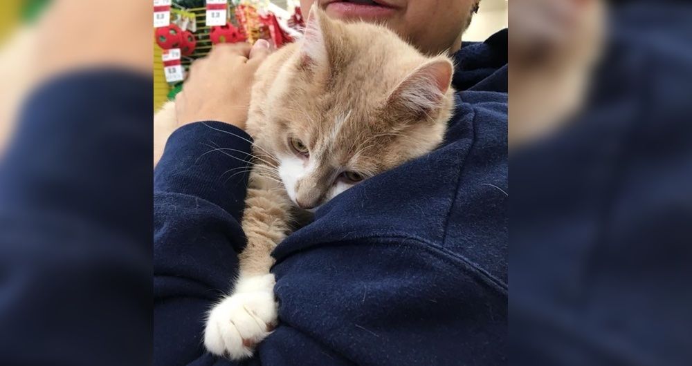 Rescue Cat So Happy to Be Adopted He Can't Stop Hugging His Human ...