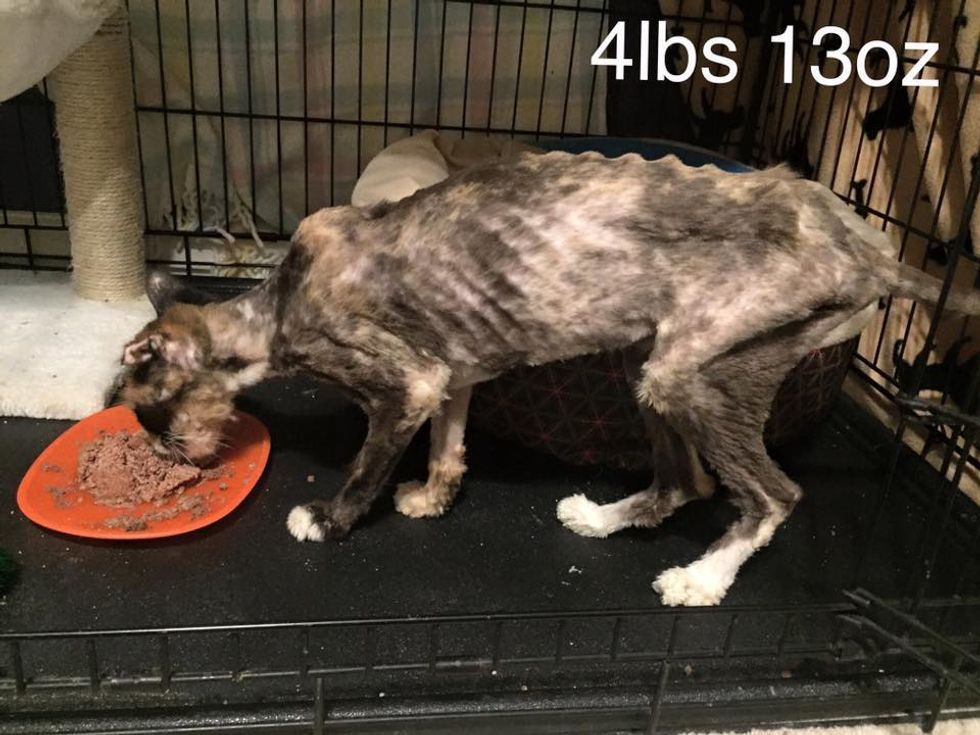 14 Year Old Cat Weighed Same as 4 Month Old Kitten, But A Few Months ...