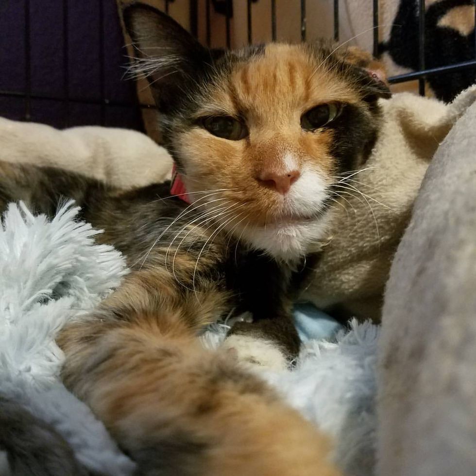 14 Year Old Cat Weighed Same as 4 Month Old Kitten, But A Few Months ...