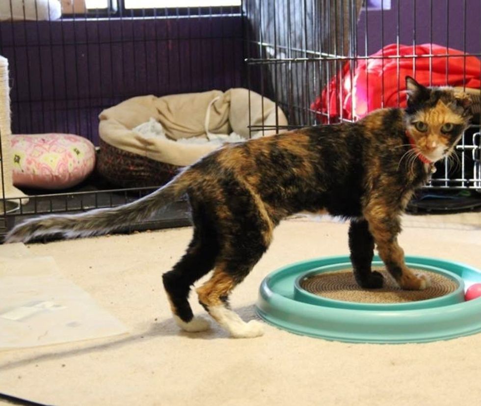 14 Year Old Cat Weighed Same as 4 Month Old Kitten, But A Few Months ...