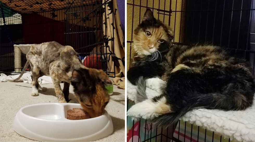 14 Year Old Cat Weighed Same as 4 Month Old Kitten, But A Few Months ...