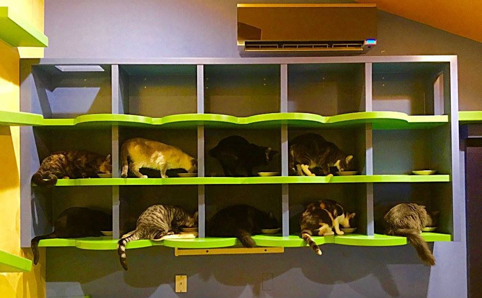 Man Transforms His House into Cat Paradise for His 22 Rescued Cats ...
