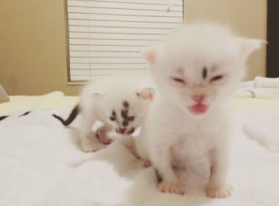 Stray Cat with Unique Face Begs Her Rescuer to Keep Her, Then and Now ...