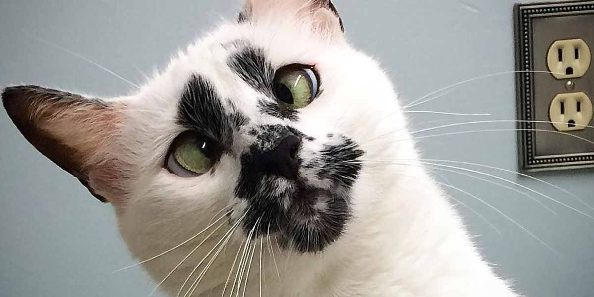 Stray Cat with Unique Face Begs Her Rescuer to Keep Her, Then and Now ...