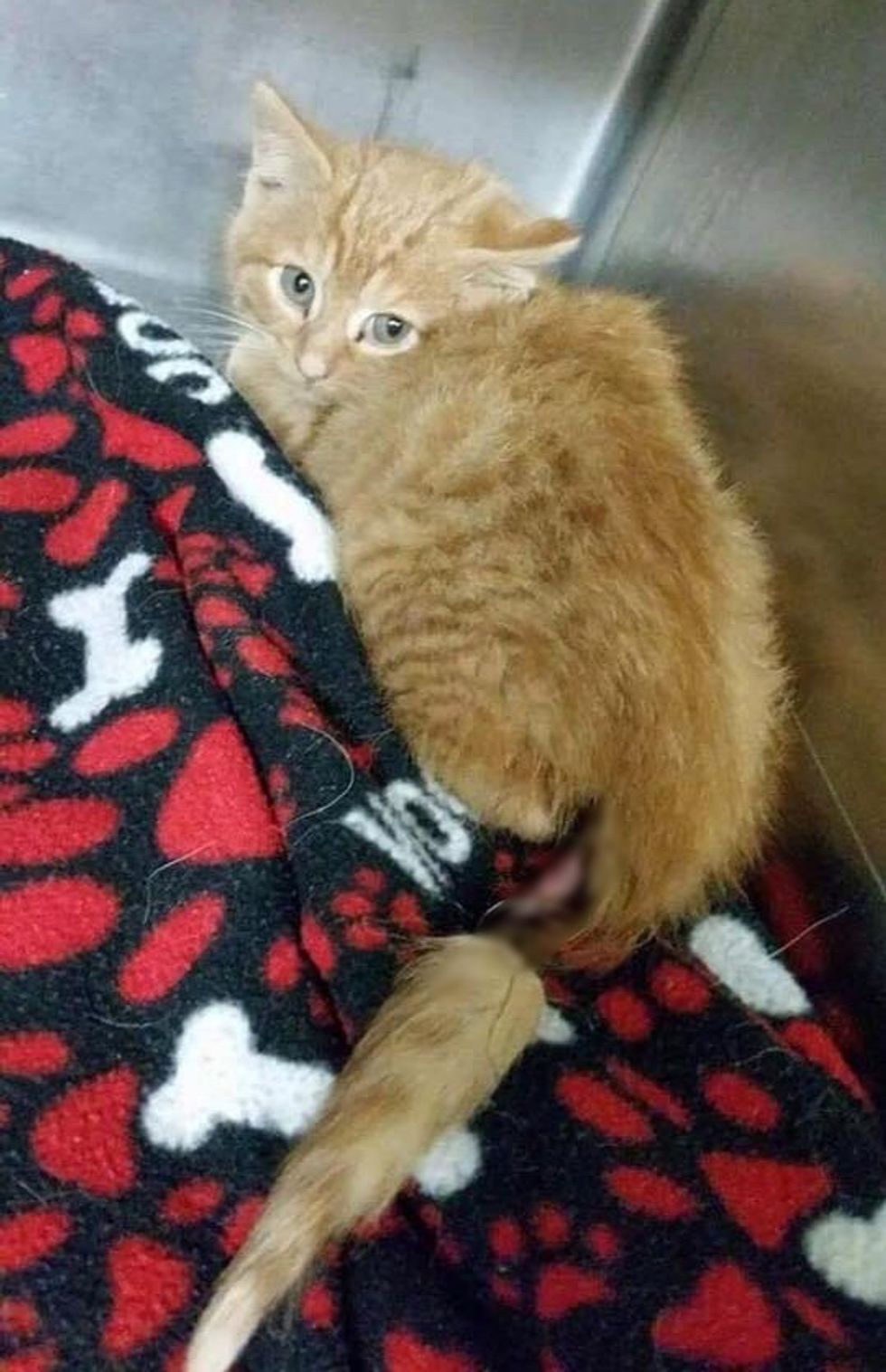 Rescuer Drove Miles to Save Kitten on Christmas Eve, A Day After the ...