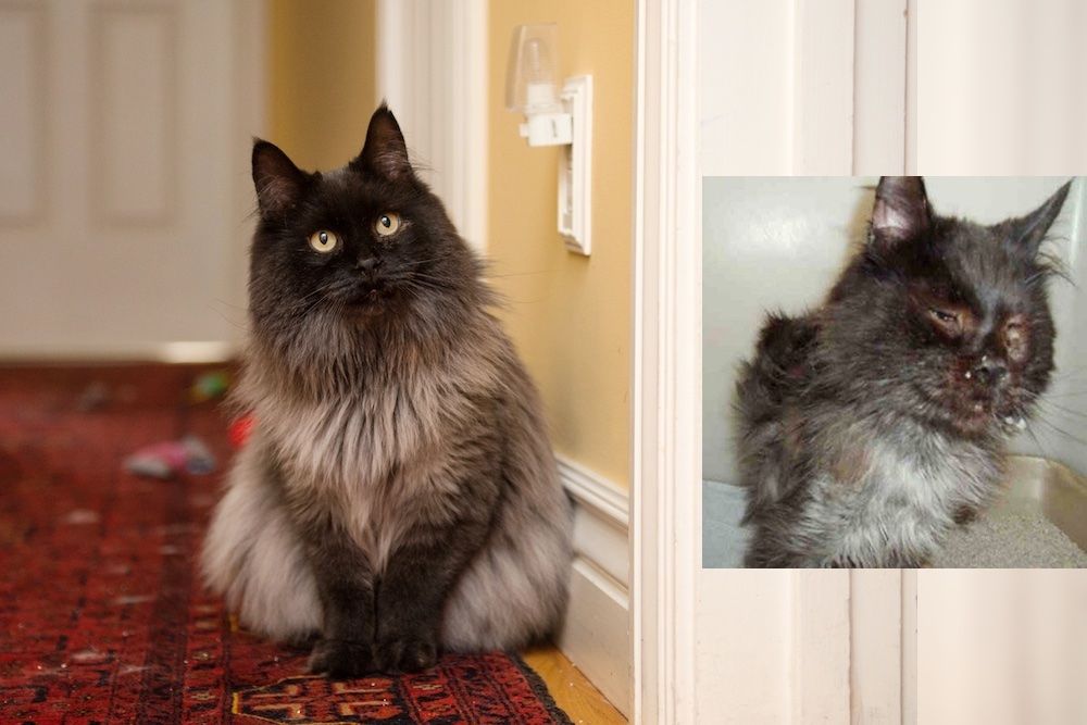 Cat Rescued from Terrible Condition Surprises Rescuers With His ...