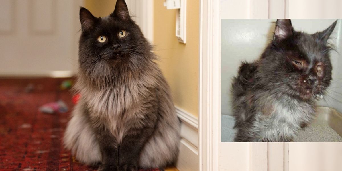 Cat Rescued from Terrible Condition Surprises Rescuers With His ...